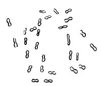 Bacteria: Chapter IV - BACTERIA AND FERMENTATION | HackerNoon