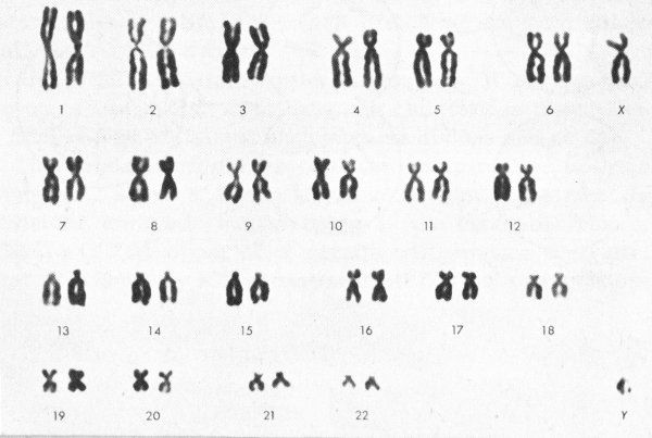 The Machinery of Inheritance: Cells and Chromosomes | HackerNoon